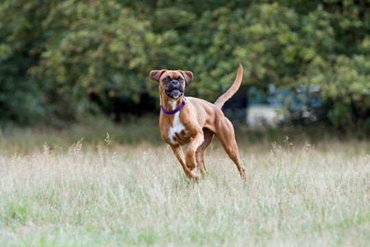 13 Most Hyper Dog Breeds That You Can Choose From