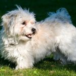 The Havanese Dog Breed: What You Need To Know