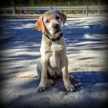 13 Most Hyper Dog Breeds That You Can Choose From