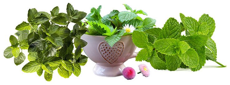 Is Peppermint Bad for Dogs? 7 Things You Should Know