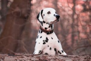13 Most Hyper Dog Breeds That You Can Choose From