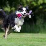 13 Most Hyper Dog Breeds That You Can Choose From