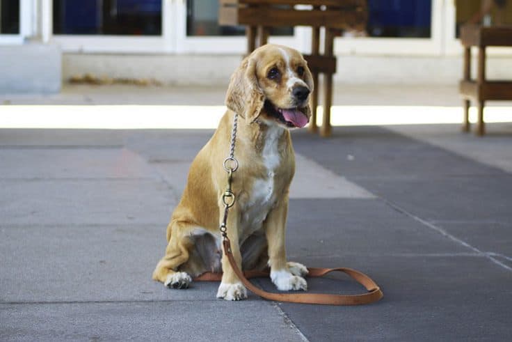 How To Train Your Dog In German Dog Commands