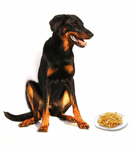 Can Dogs Eat French Fries? Here's What To Know
