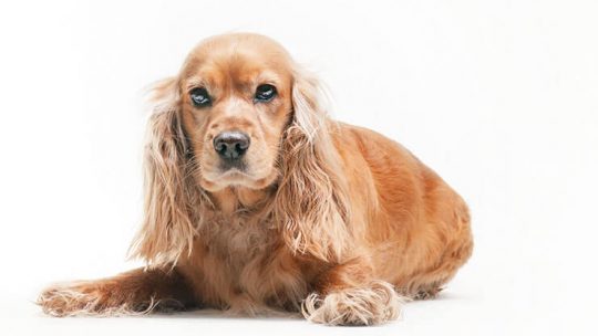 Mini Cocker Spaniel - The Teacup Cocker
