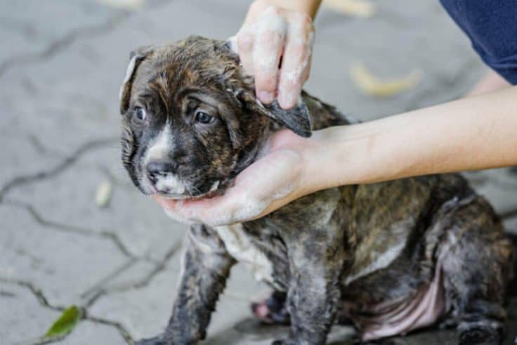 Boxer Vs. Pit Bull: An In-Depth Comparison