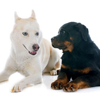 Rottweiler Husky Mix (Rottsky) - Unpredictable But Unique Dog