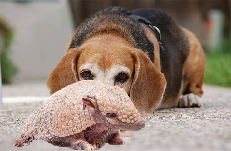 Are Armadillos Dangerous To Dogs?
