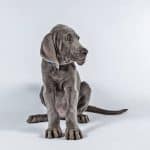 Weimaraner: The Silver Ghost (What You Need To Know)