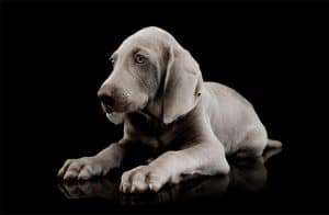 Weimaraner: The Silver Ghost (What You Need To Know)