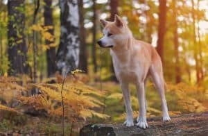 Labrakita - Akita Labrador Mix - Fierce Protector