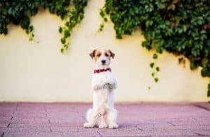 20 Primary Dog Commands In Russian