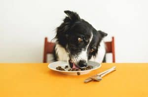 Fat Border Collie - The Signs, Risks, And Solutions