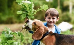 Can Dogs Eat Radishes? Benefits Of Radishes On Dog Health