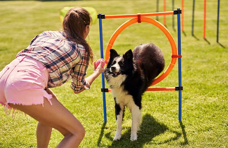 20 Primary Dog Commands In Russian