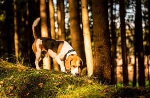20 Primary Dog Commands In Russian
