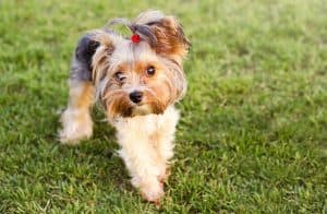 Yorkshire Terrier - Adorable Little Dog With Bossy Personality