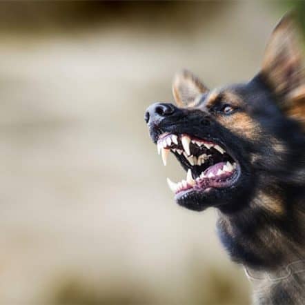 Rage Syndrome In Dogs - Symptoms, Causes, And Treatments