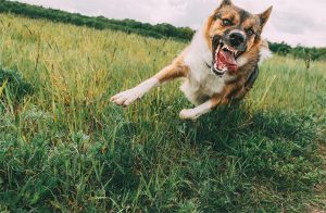 Rage Syndrome In Dogs - Symptoms, Causes, And Treatments