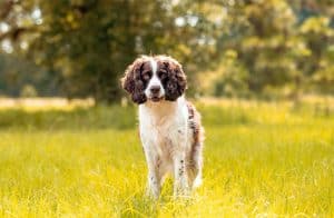 English Springer Spaniel - Lovely Hunting Dog For An Experienced Owner