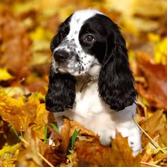 Russian Spaniel - An Amazing Hunting Dog With Friendly Personality