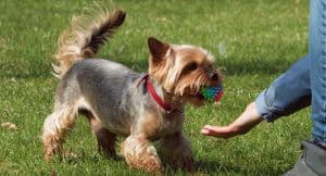 Yorkshire Terrier - Adorable Little Dog With Bossy Personality