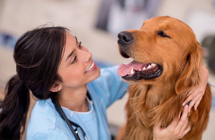 Anaplasmosis In Dogs - What Is It, Is It Dangerous, And How To Treat It?