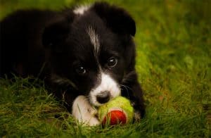 Fat Border Collie - The Signs, Risks, And Solutions