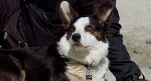 Types Of Corgis - Two Lovely Charmers From Wales