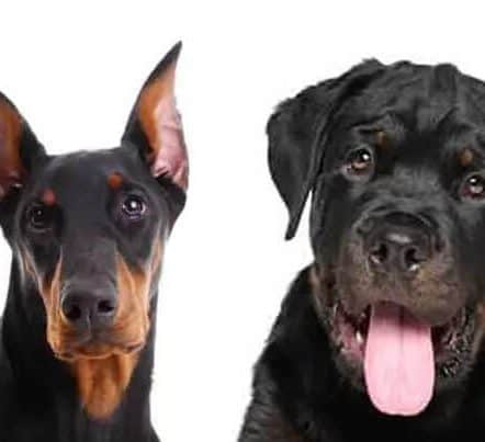 Doberman Rottweiler Mix - Large, Muscular And Powerful Dog