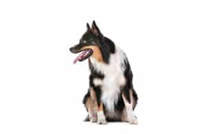Fat Border Collie - The Signs, Risks, And Solutions