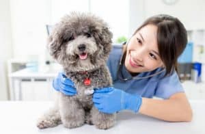Poodle Health Issues That You Should Know Before Getting A Poodle