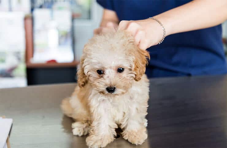 Poodle Health Issues That You Should Know Before Getting A Poodle