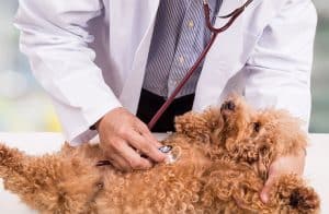 Poodle Health Issues That You Should Know Before Getting A Poodle