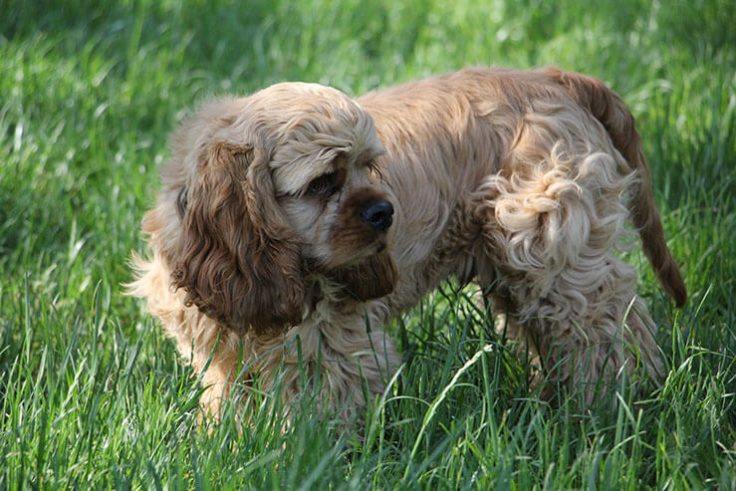 American Cocker Spaniel - Playful And Affectionate Little Dog