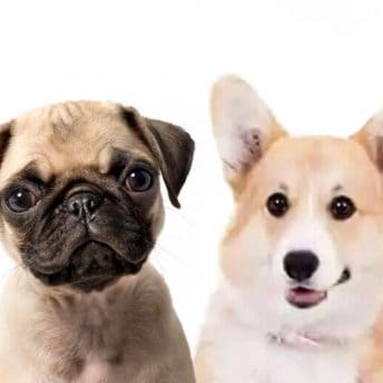 Corgi Pug Mix - Cute Tiny Toy Dog With A Stubborn Temperament