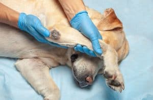 Pyoderma In Dogs - What It Is, Different Types & How To Treat It