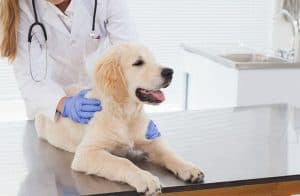 Pyoderma In Dogs - What It Is, Different Types & How To Treat It