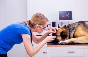 Pyoderma In Dogs - What It Is, Different Types & How To Treat It