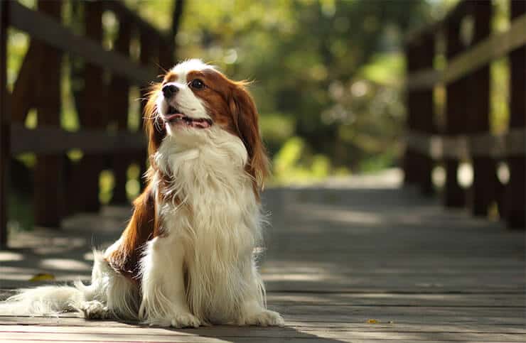 Spaniel Breeds - The 5 Most Popular And Adorable Spaniels